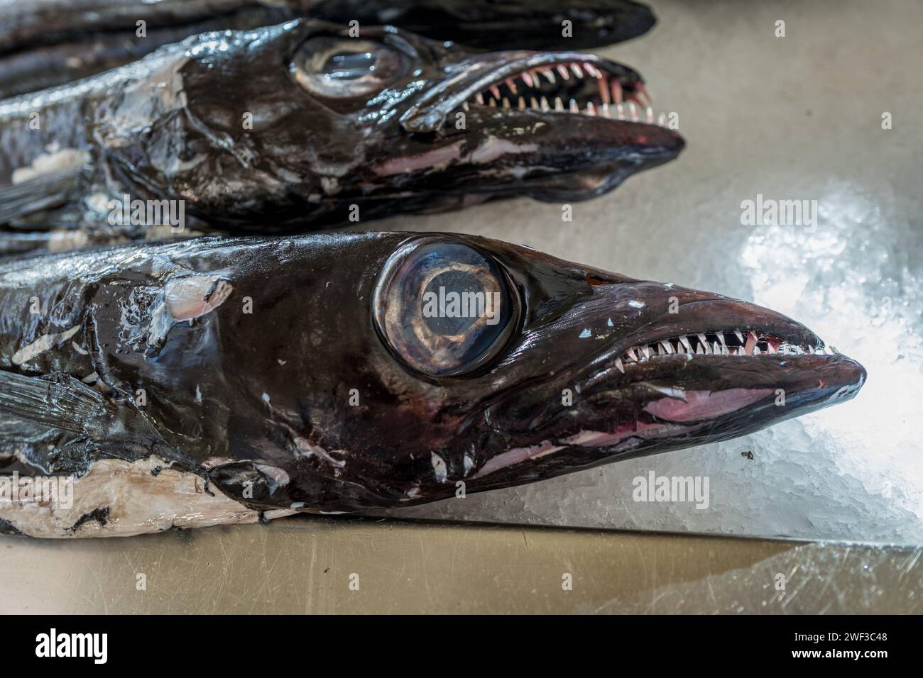 The Black scabbard fish (Aphanopus carbo) at the Funchal indoor fish ...