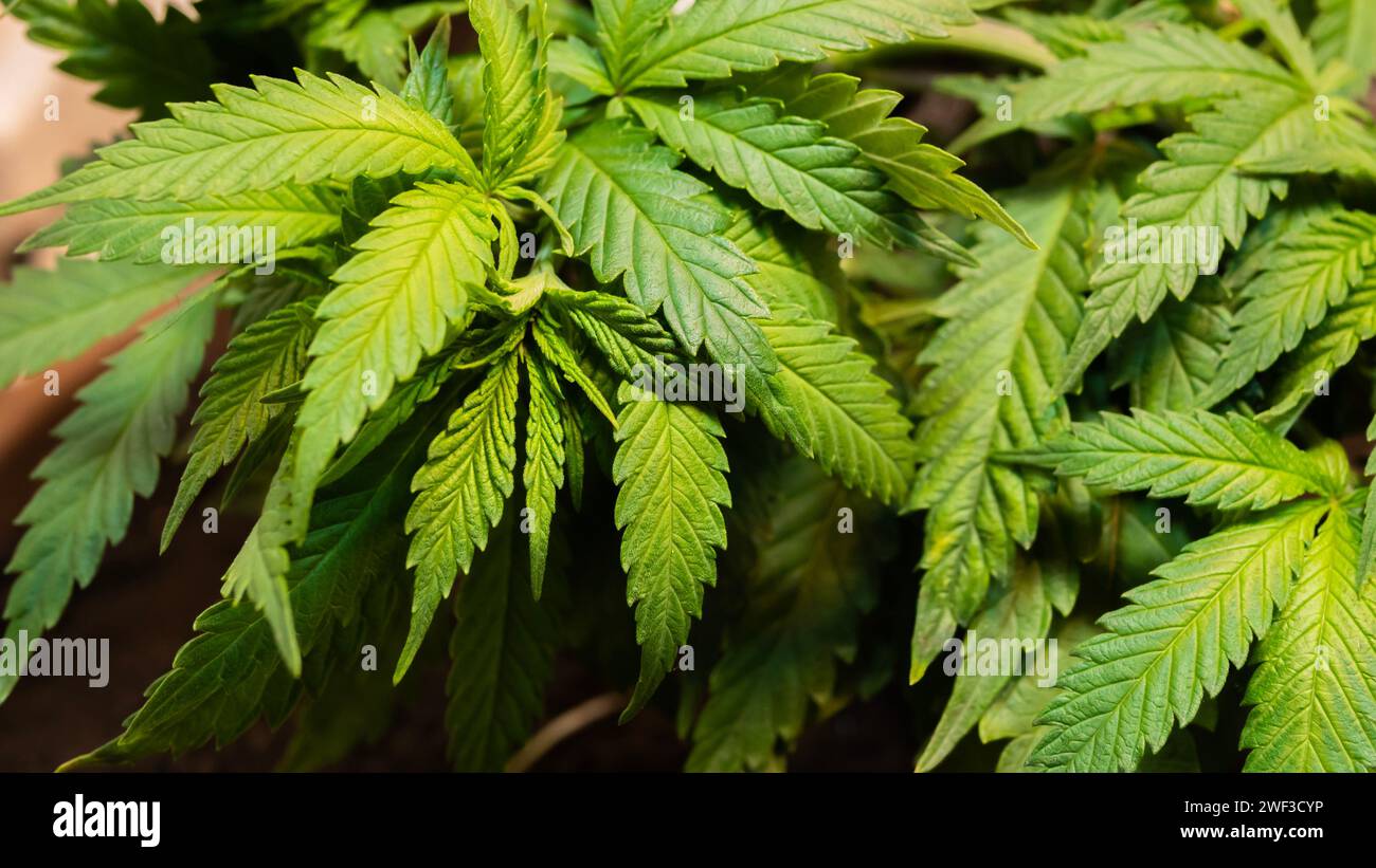 Cannabis background, weed texture, growing marijuana indoor Stock Photo ...