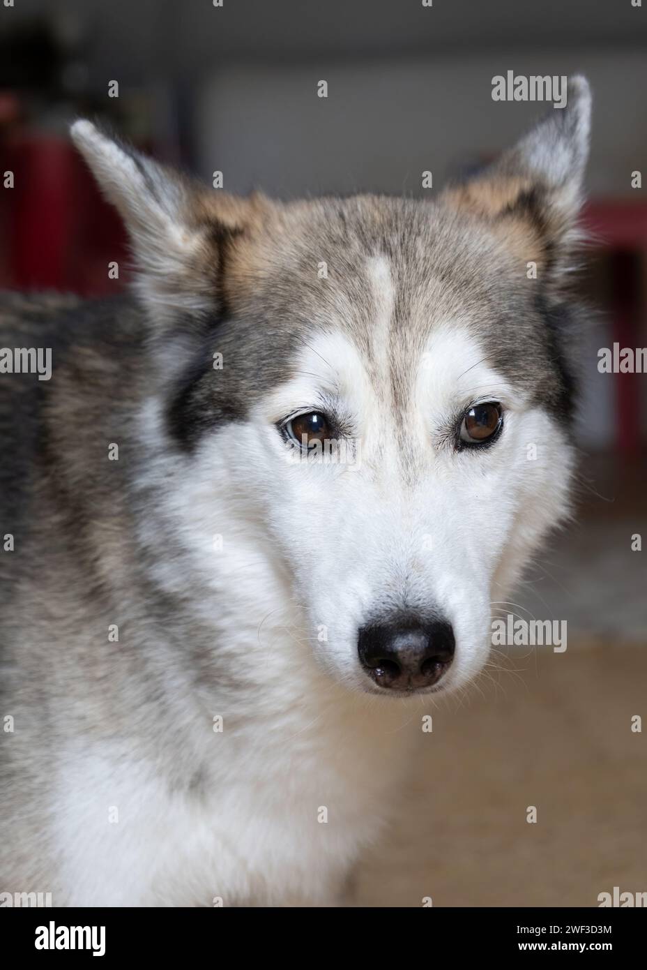 Siberian husky portrait hi-res stock photography and images - Alamy