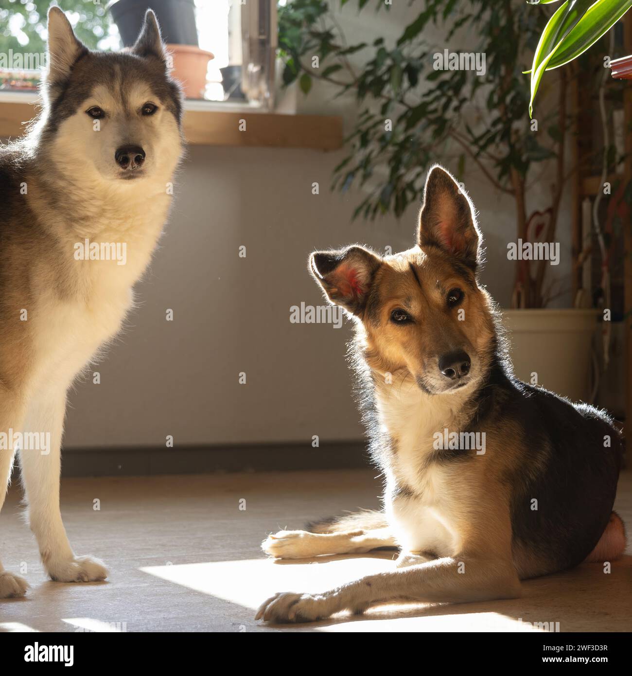 Crossbread dogs hi-res stock photography and images - Alamy