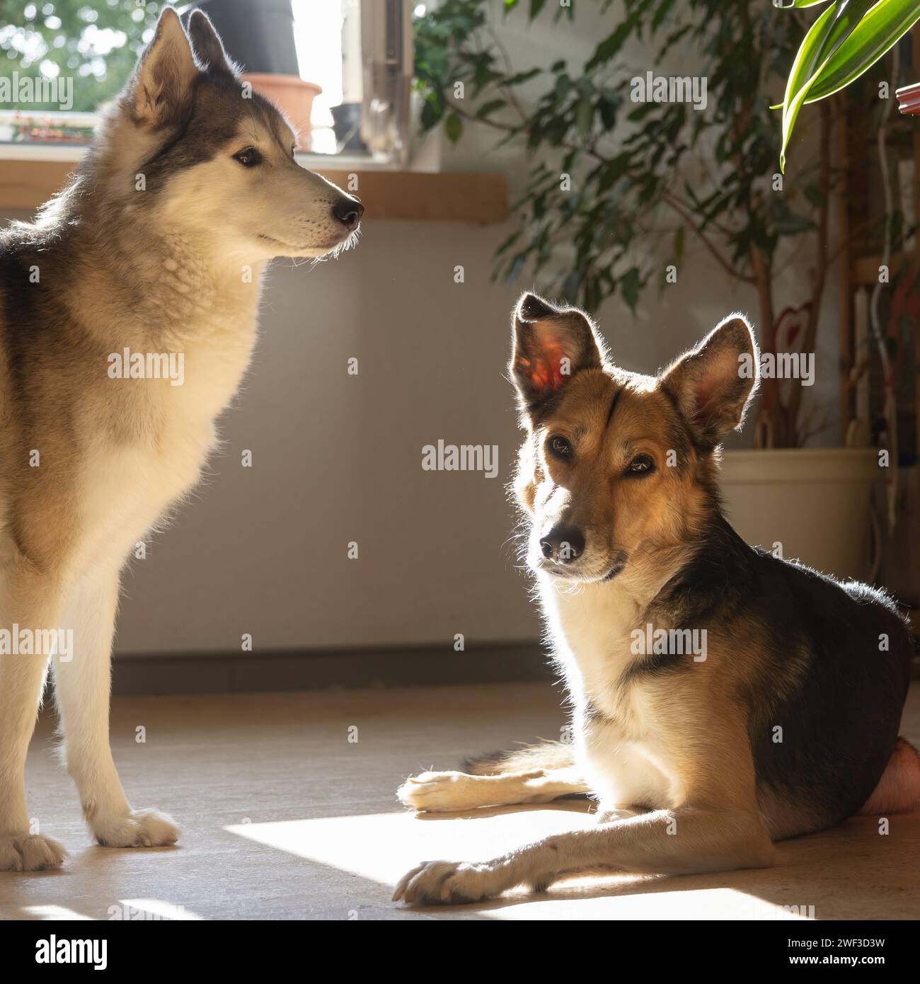 Crossbread dogs hi-res stock photography and images - Alamy