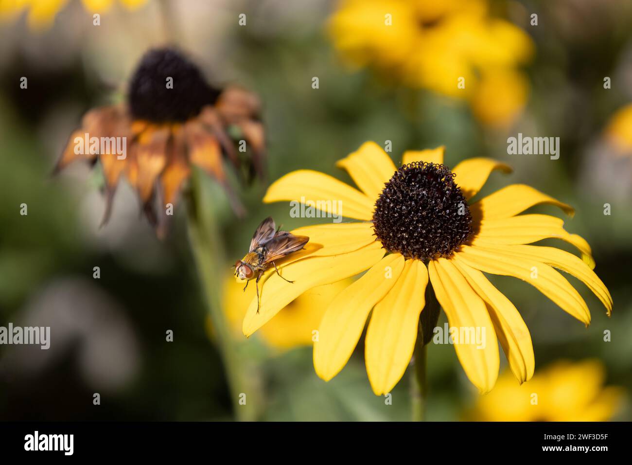 Black eyed Susan Stock Photo - Alamy