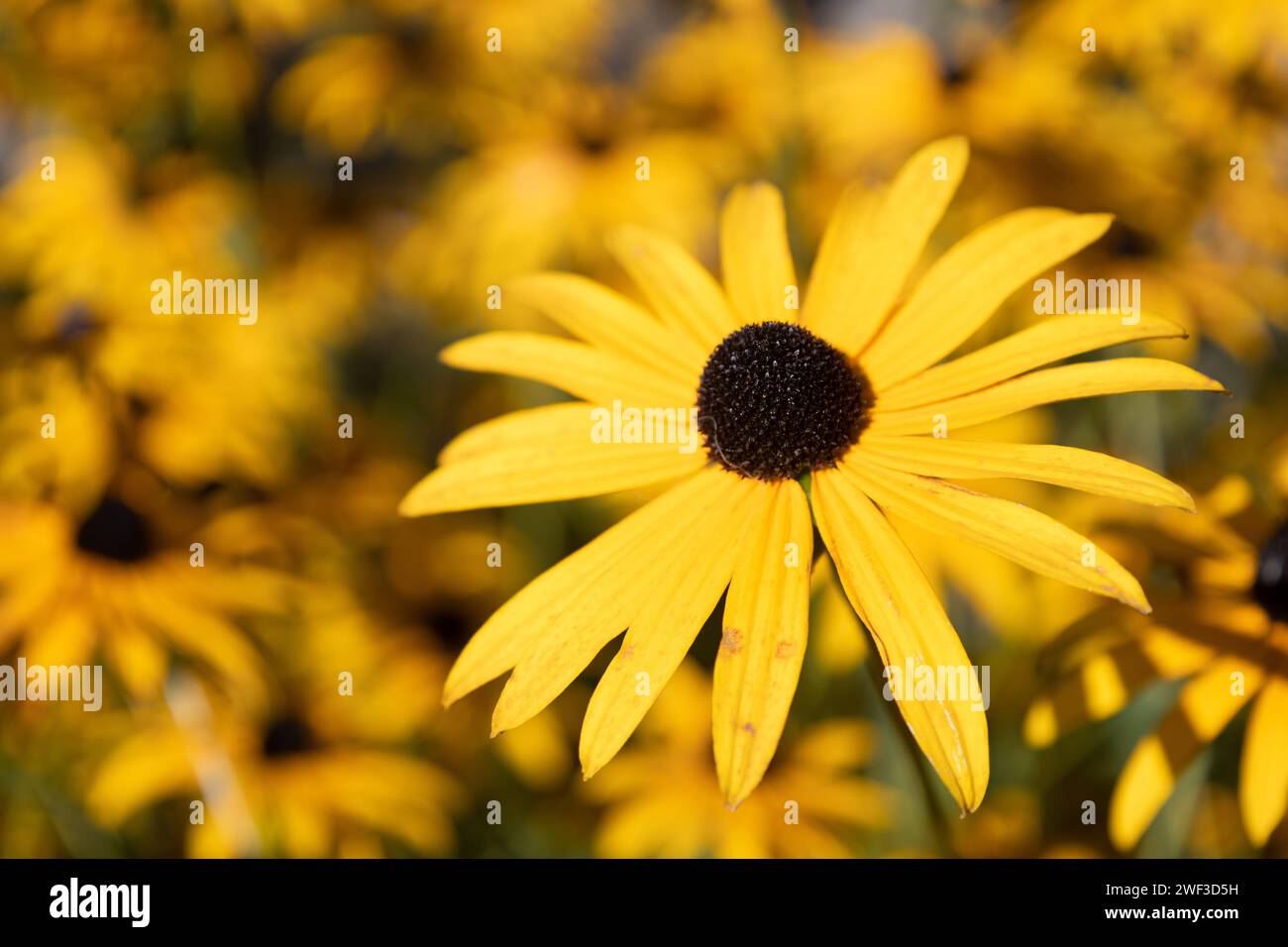 Black eyed Susan Stock Photo - Alamy