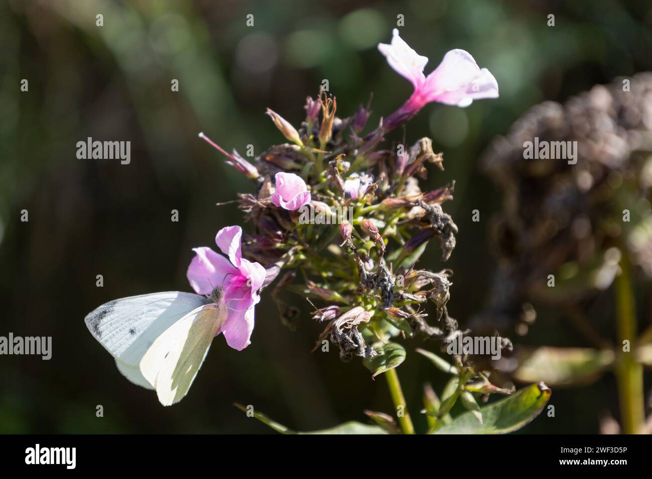 Small Cabbage White Stock Photo - Alamy