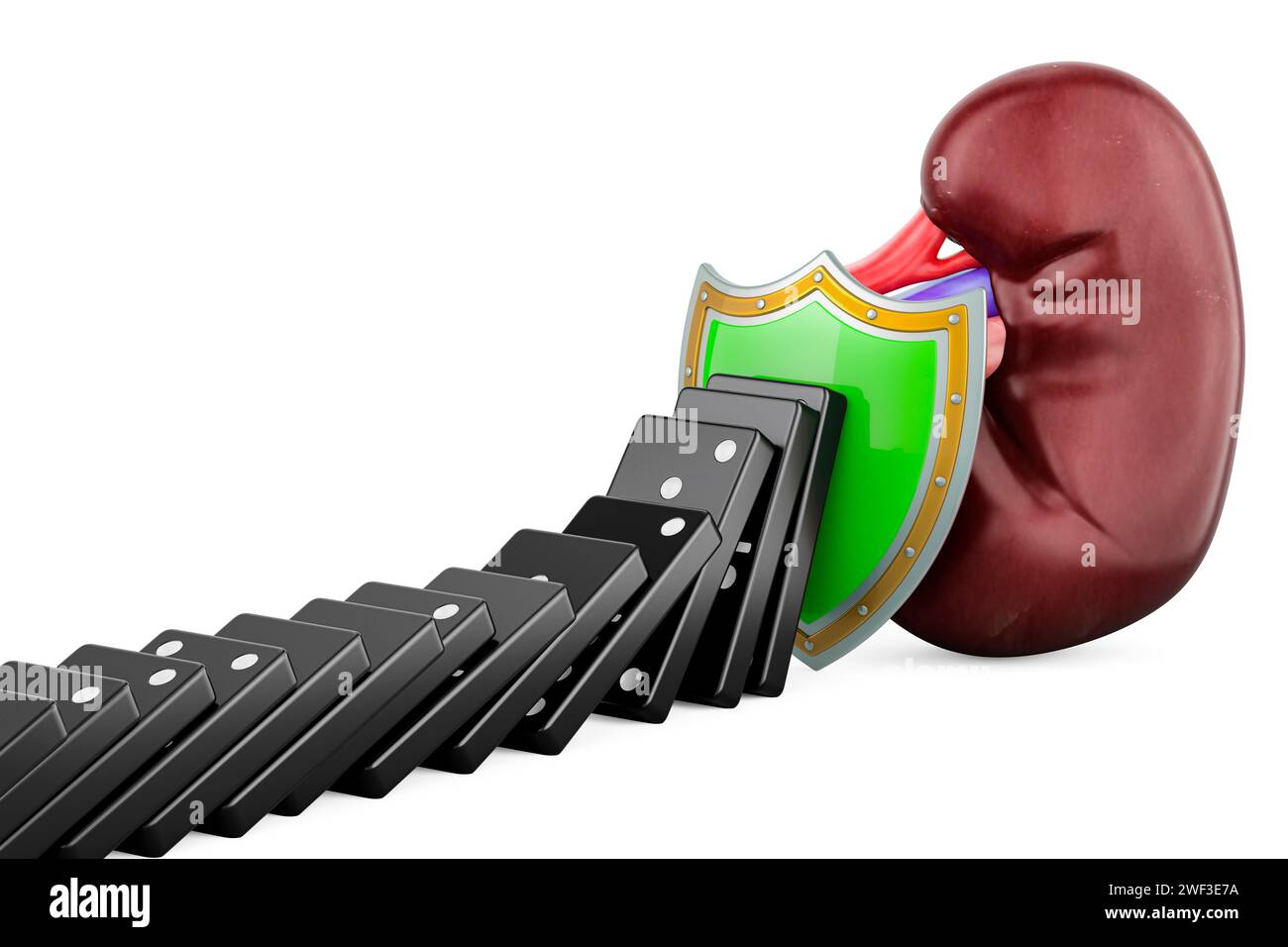 Shield before human kidney, stop domino effect. Protect of kidney ...