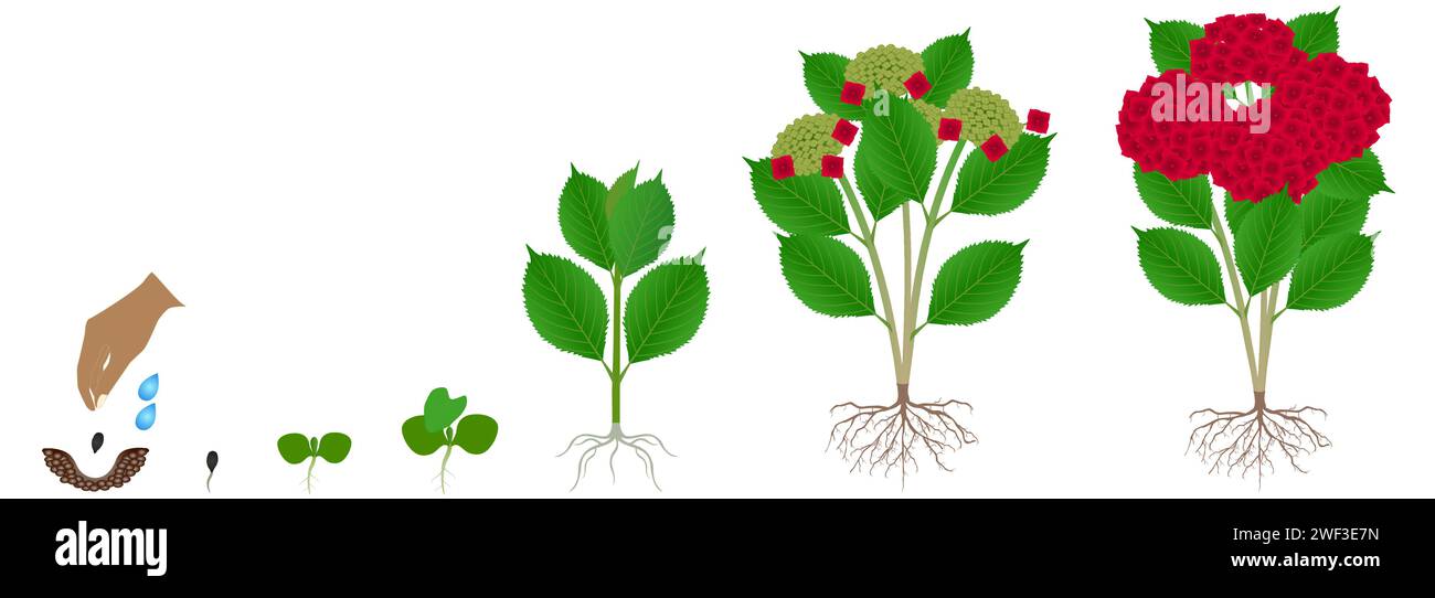Cycle of growth of red hydrangea isolated on a white background Stock ...