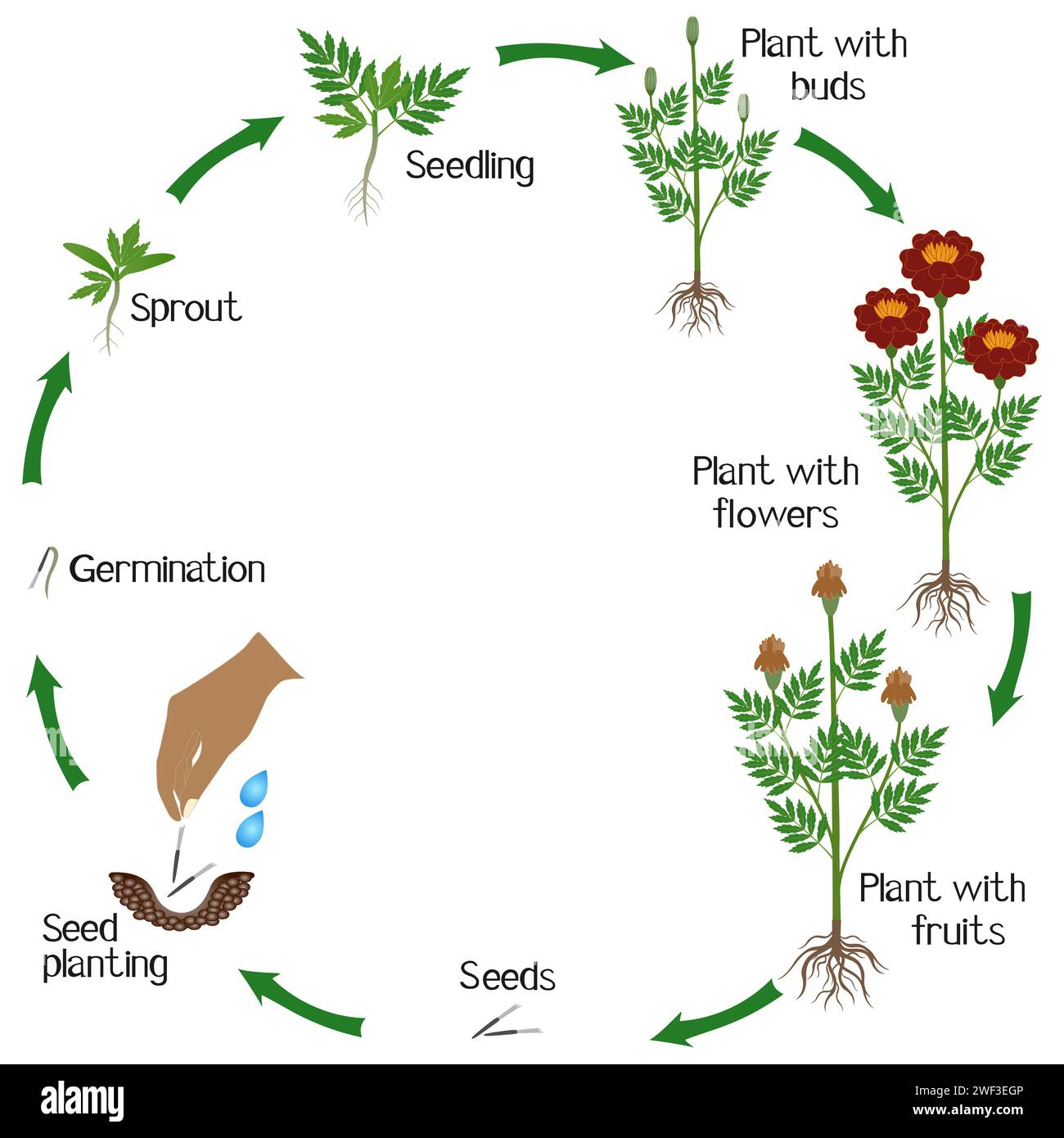 Life Cycle Of A Flowering Plant 776327 | Unit 1 Life Cycle Of A