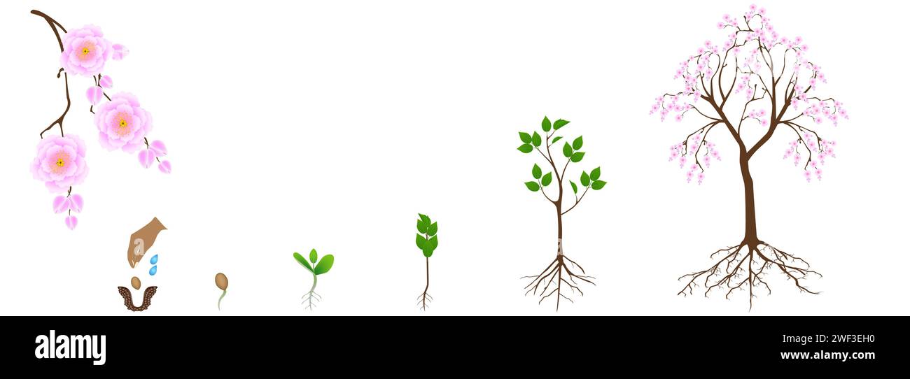 Cycle of growth of sakura tree on a white background Stock Vector Image ...
