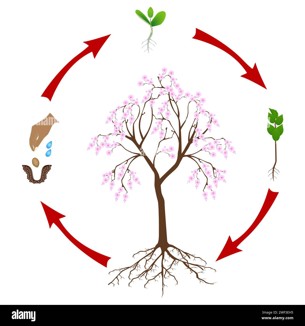 Life cycle of sakura tree on a white background Stock Vector Image ...