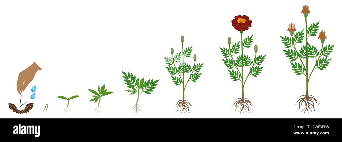 Cycle of growth of a marigold plant plant isolated on a white ...