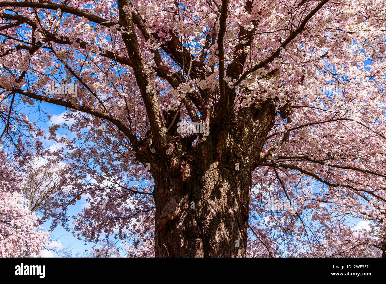 Floral landscape from bottom hi-res stock photography and images - Alamy