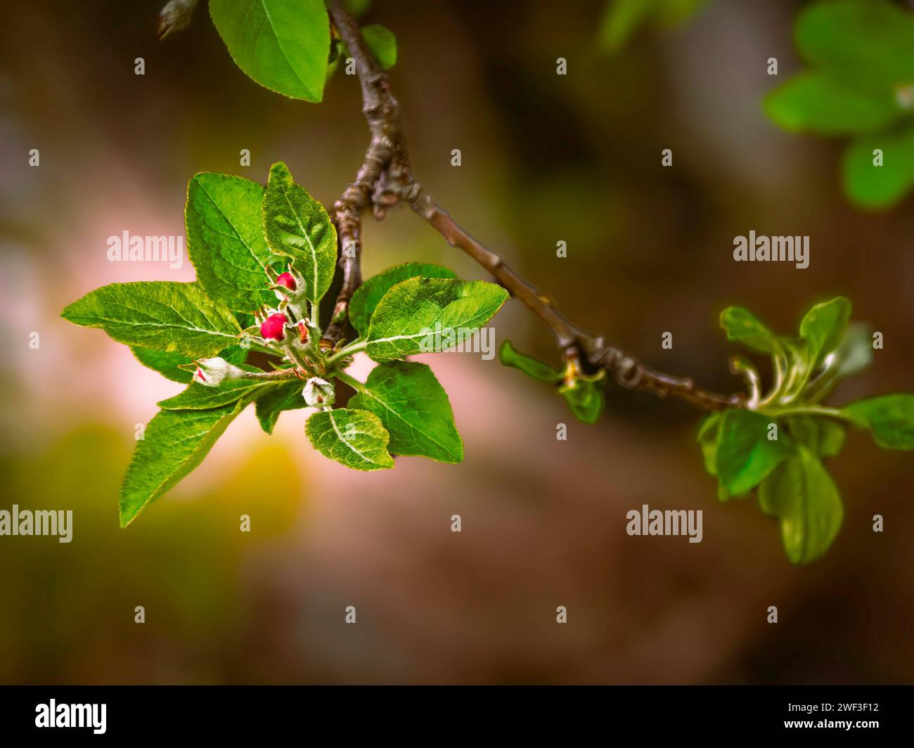 Spring Flowering , Pink Crab Apple Buds, Malus Stock Photo - Alamy