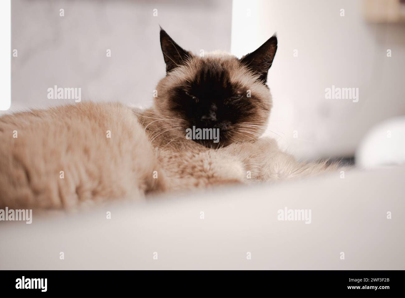 Siamese cat sleeping on a sofa Stock Photo - Alamy