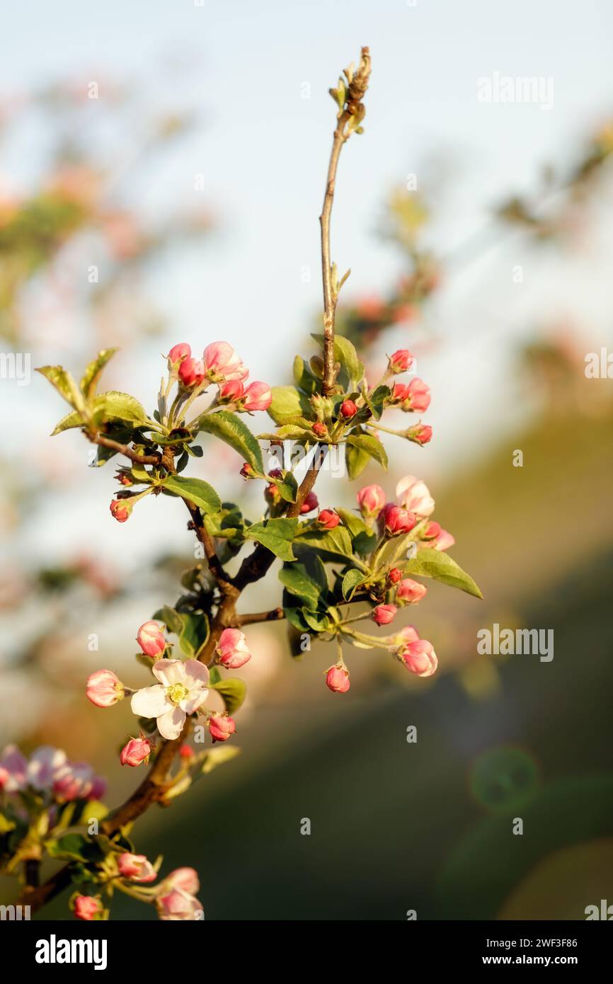 A young branch of an apple tree stretching upwards with pink buds that ...