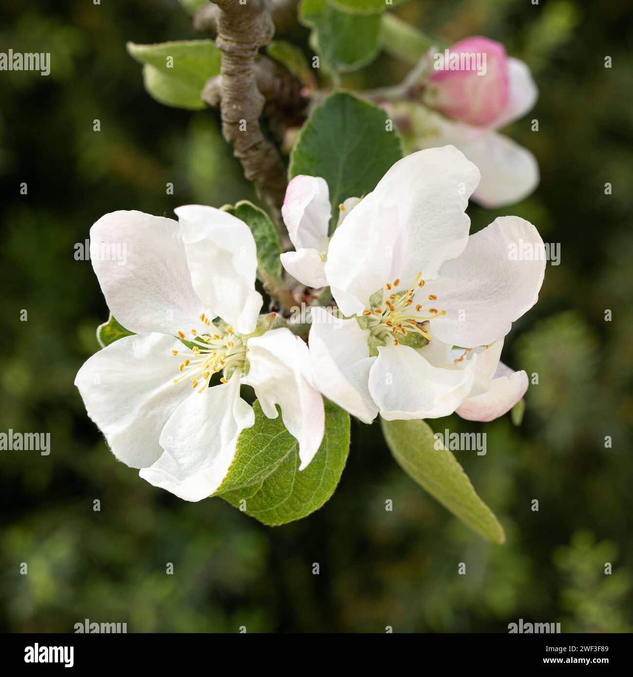 Close-up of white apple blossoms on a dark green background. Square ...