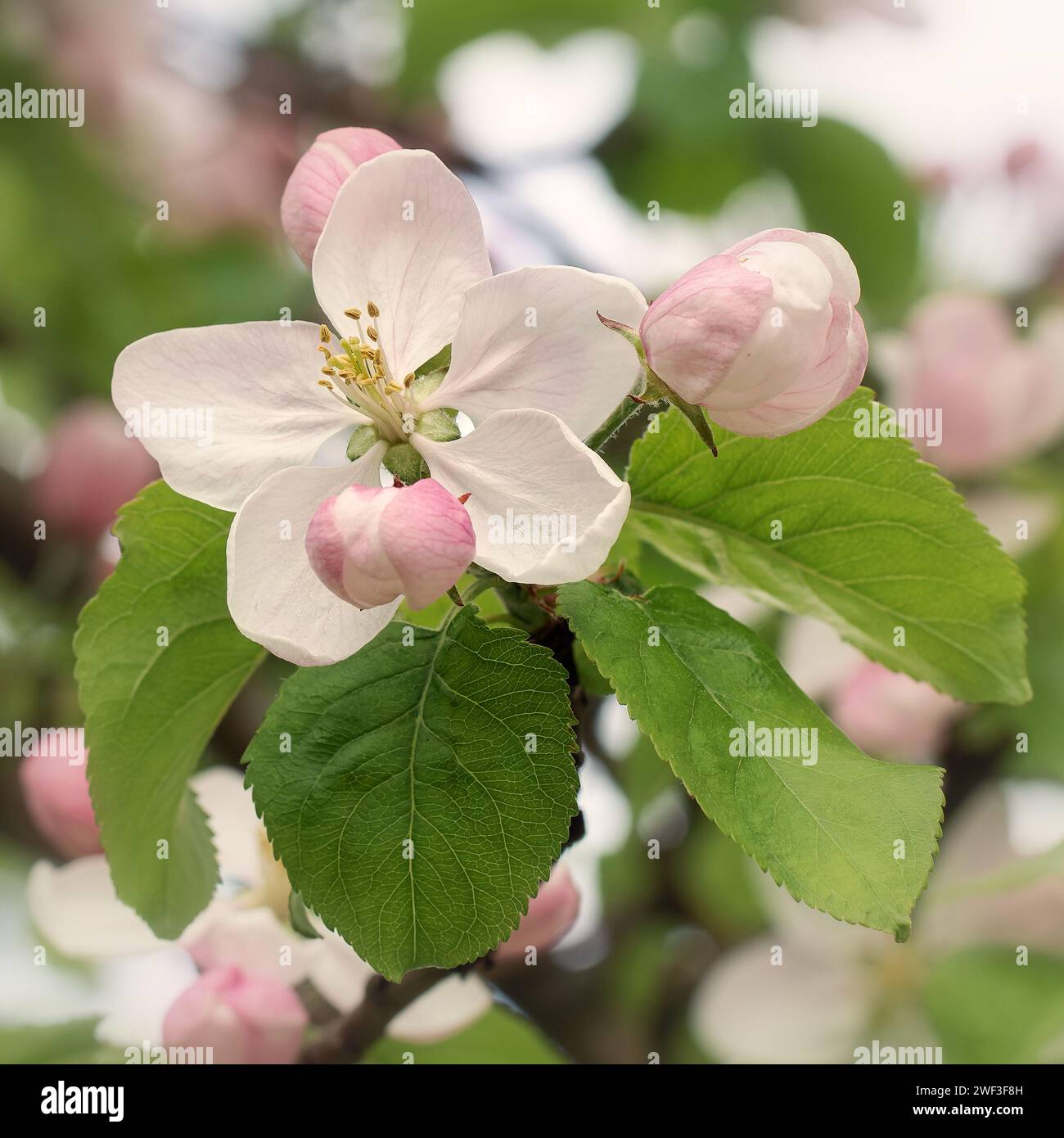 Lithuanian blooming gardens. Square aspect ratio photo Stock Photo - Alamy
