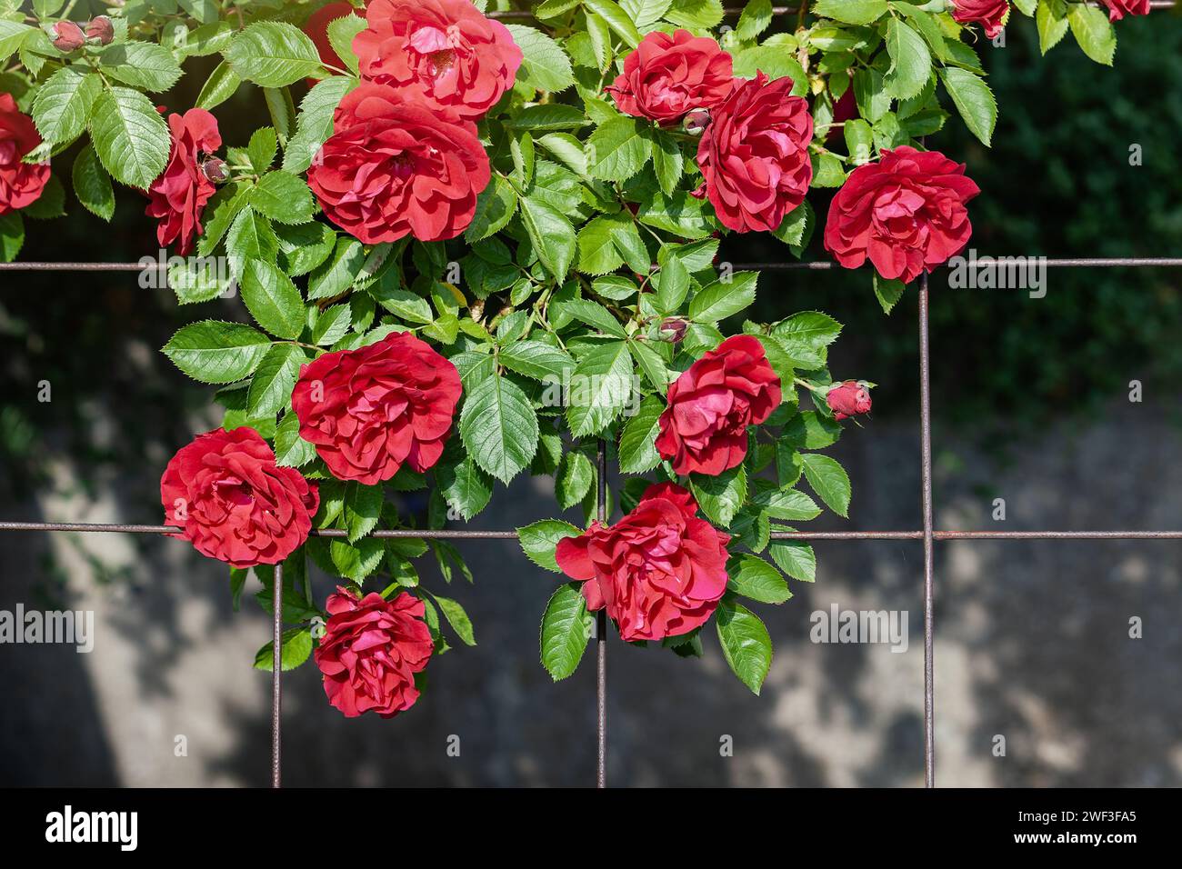 Climbing red rose hi-res stock photography and images - Alamy
