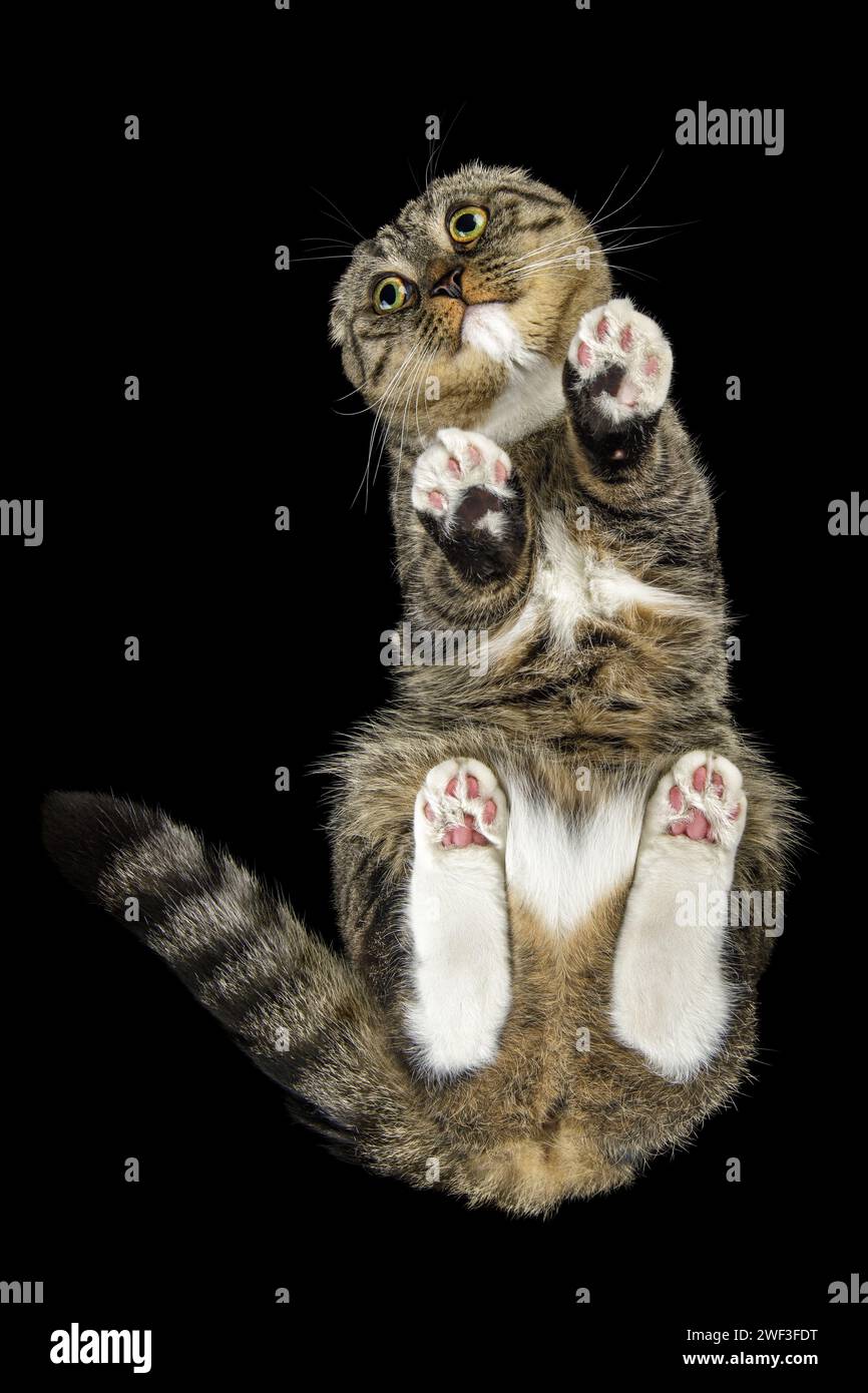 A tabby cat, photographed from below, looks at the camera with a cute ...