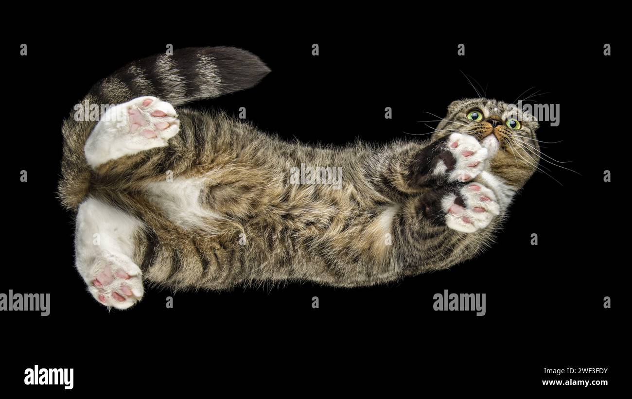 Big, striped and long cat shot from below on glass on black isolated ...