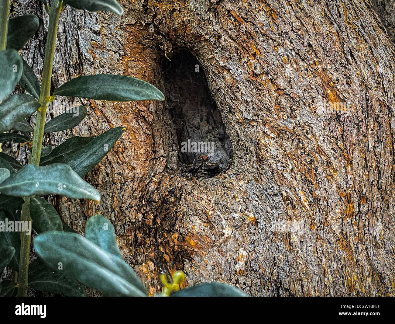 Close-up tree trunk with hollow. Hole in the bark of a tree. Old tree ...