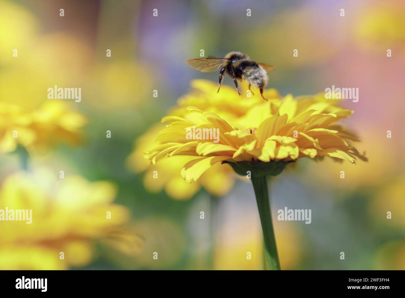A bumblebee flying off a yellow flower blossom. Colorful beautiful ...