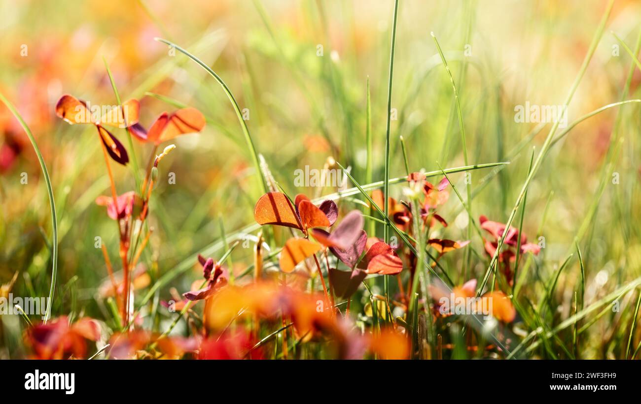 Translucent leaves hi-res stock photography and images - Alamy