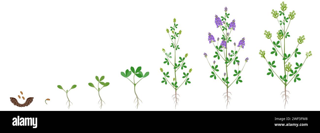 Cycle of growth of alfalfa plant isolated on a white background Stock Vector Image & Art - Alamy