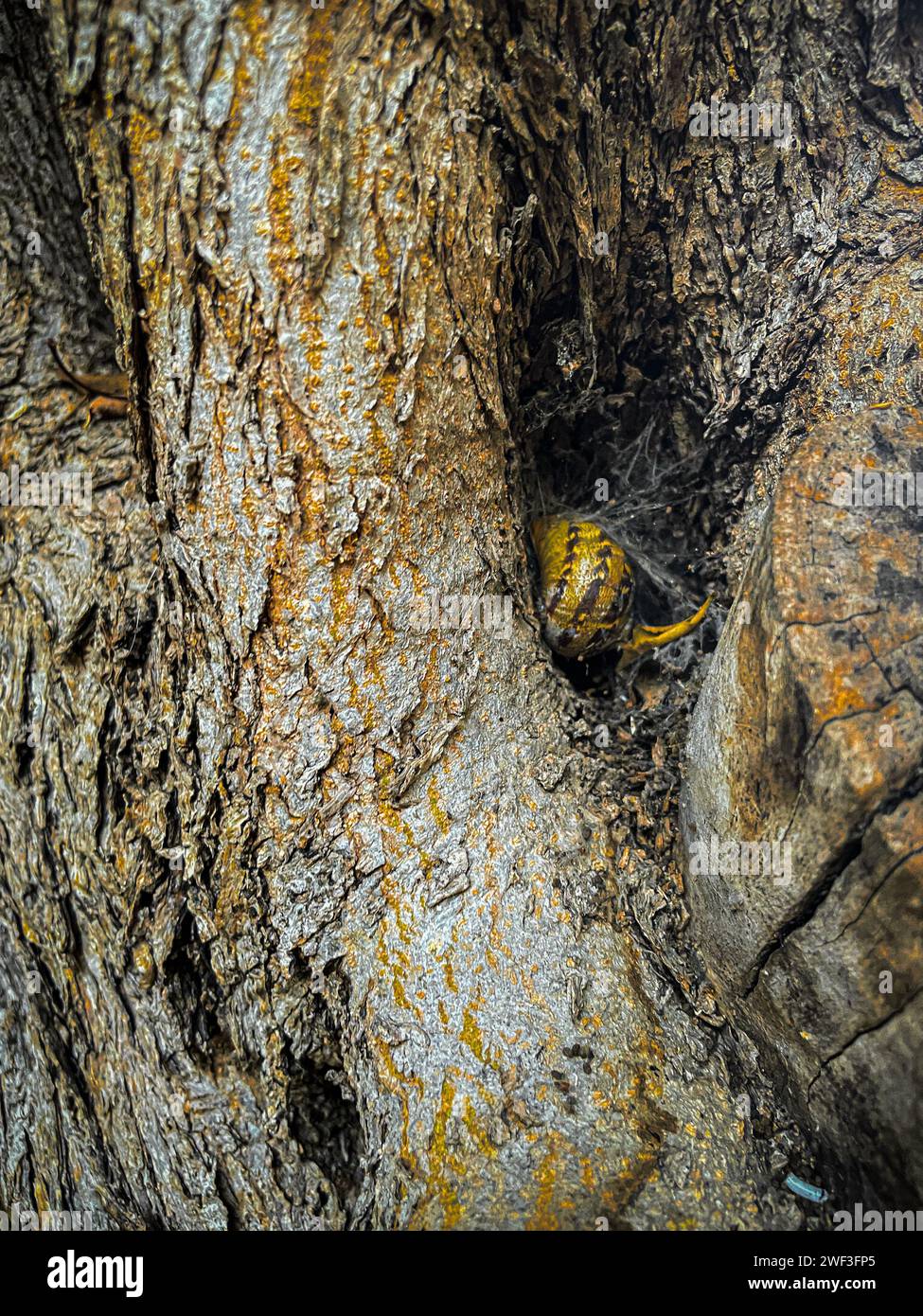 Close-up tree trunk with hollow. Snail in a tree hole. Hole in the bark ...