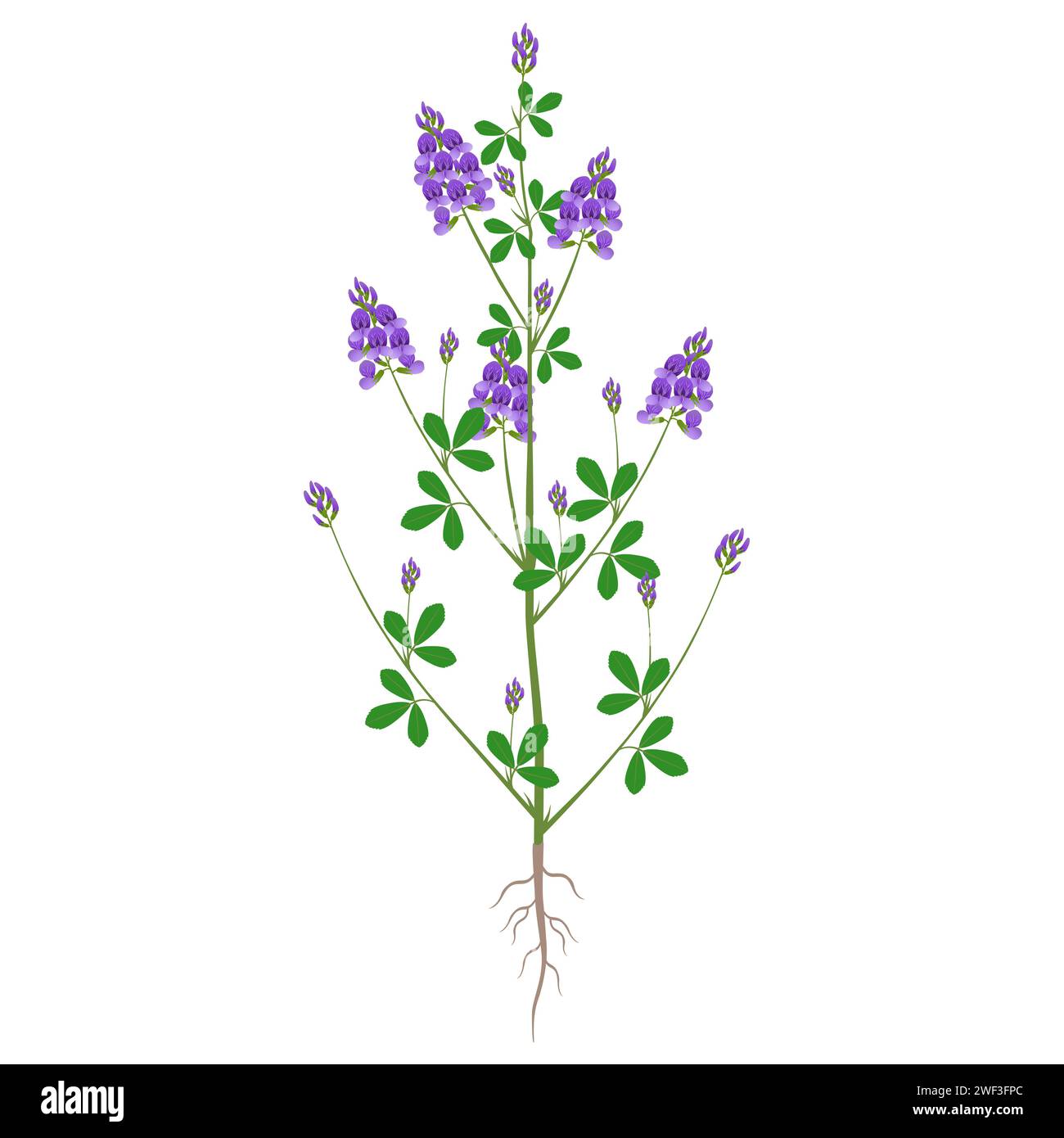 Alfalfa plant with flowers and roots on a white background Stock Vector ...