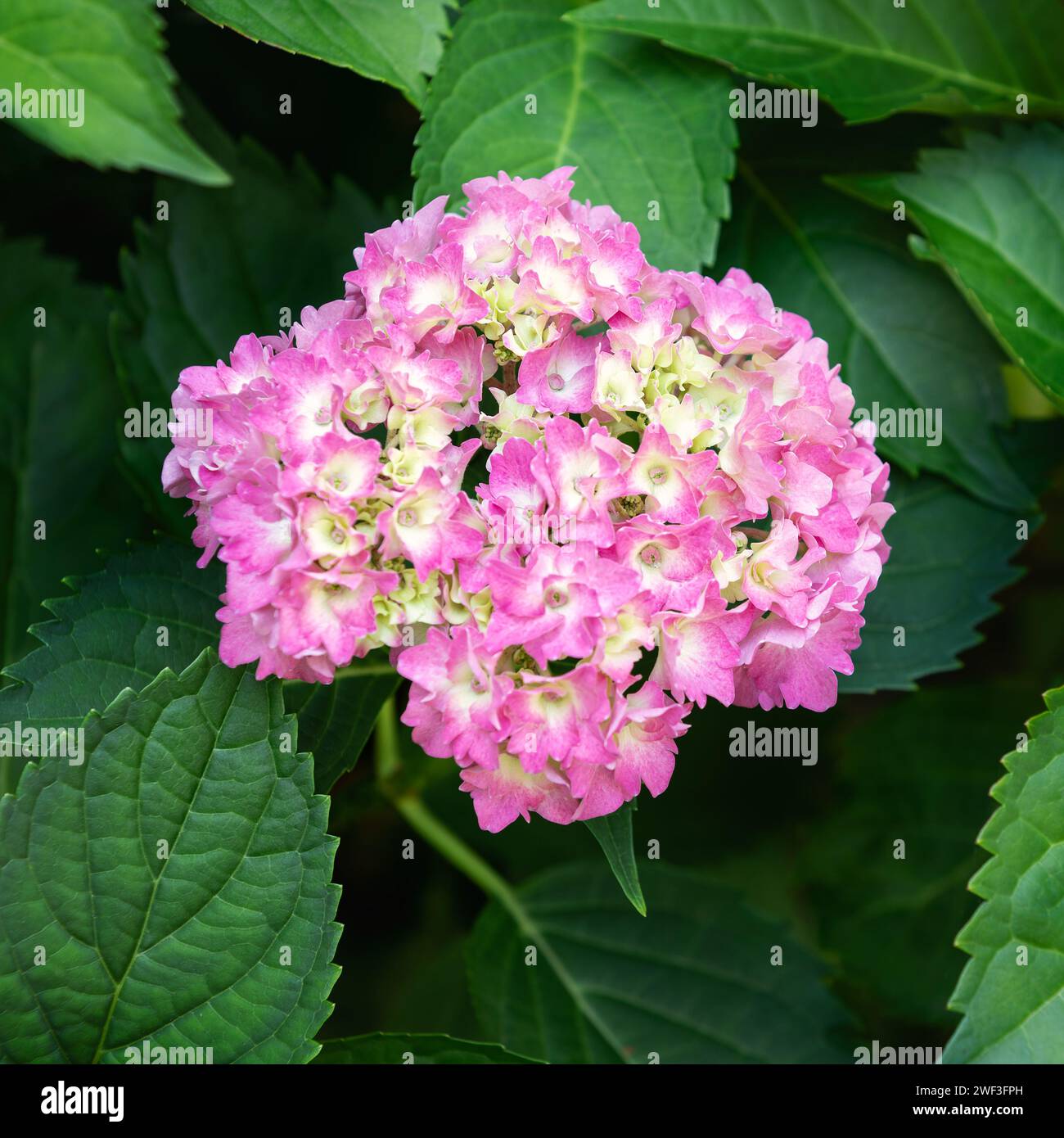 Pink hydrangea, soft focus. Beautiful flowers in nature. Hydrangea ...