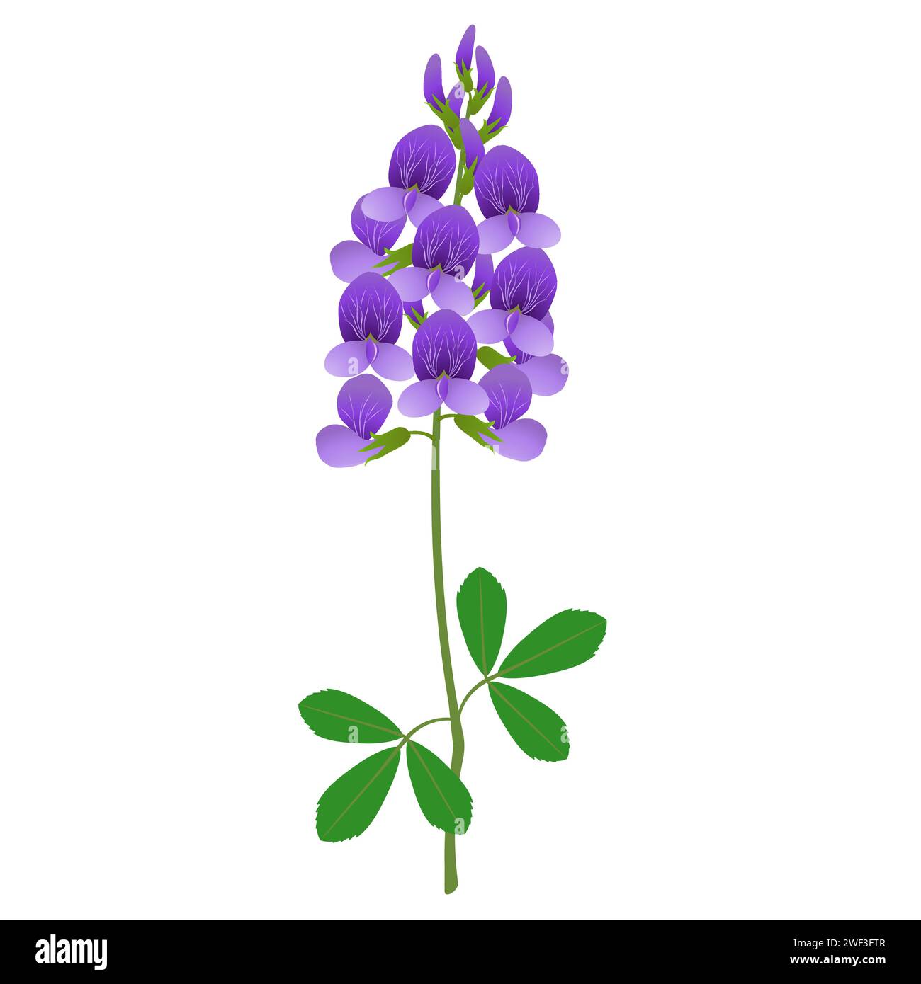 Branch with alfalfa flowers and leaves on a white background Stock Vector Image & Art - Alamy