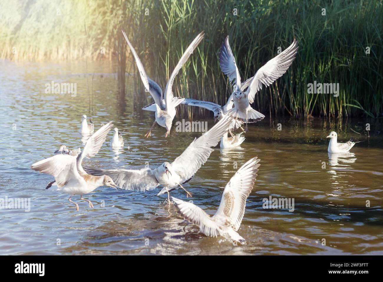 A flock of seagulls over the water. White birds in flight fighting for ...