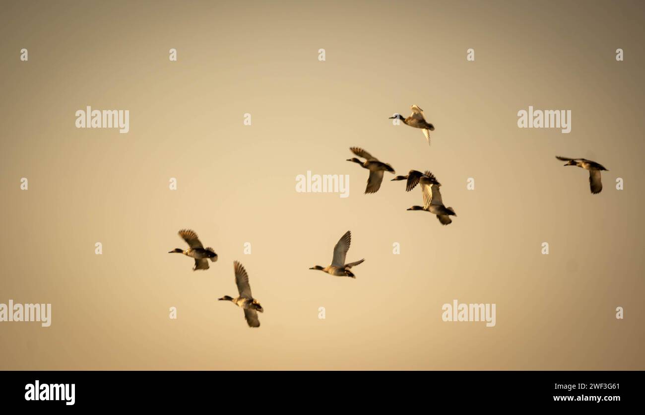 Eurasian wigeons are social and migratory, except during breeding ...