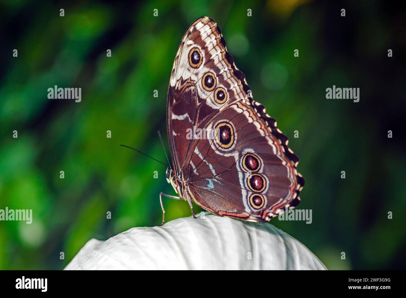 Butterfly large eyespot hi-res stock photography and images - Alamy