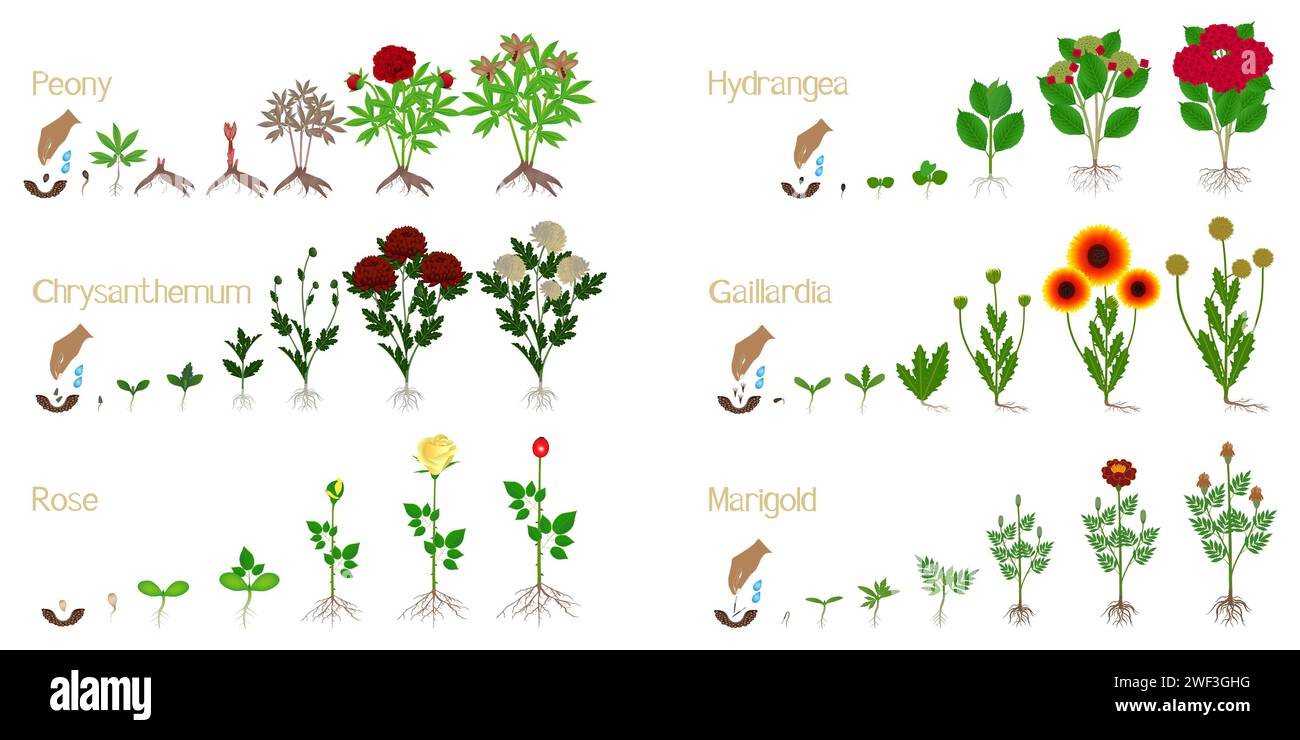 Set of flower growth cycles on a white background Stock Vector Image ...