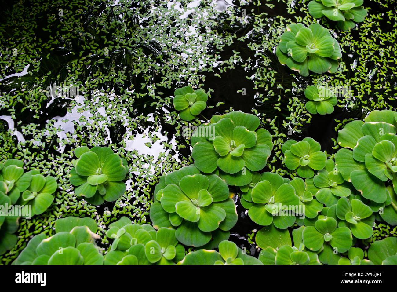 Water lettuce nile cabbage hi-res stock photography and images - Alamy