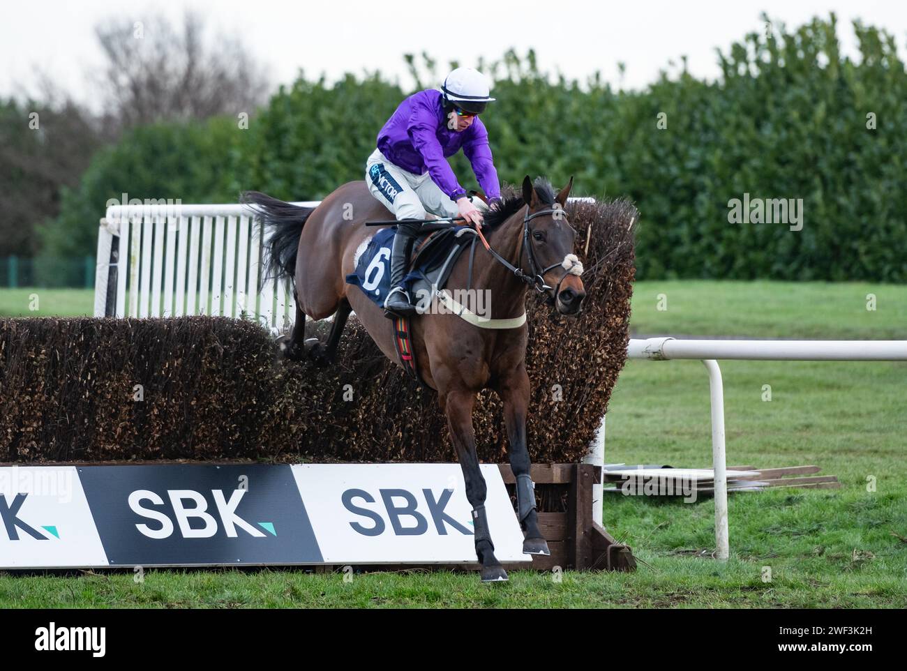 Red rum horse hi-res stock photography and images - Alamy