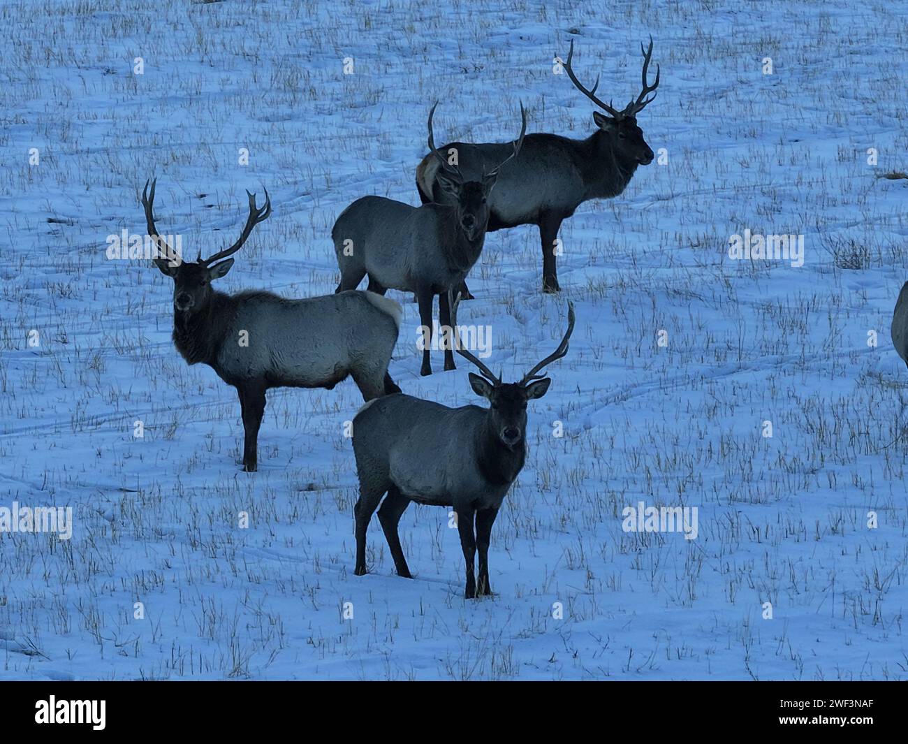 HAMI, CHINA - JANUARY 28, 2024 - Some wapitis forage on the Sungtang ...