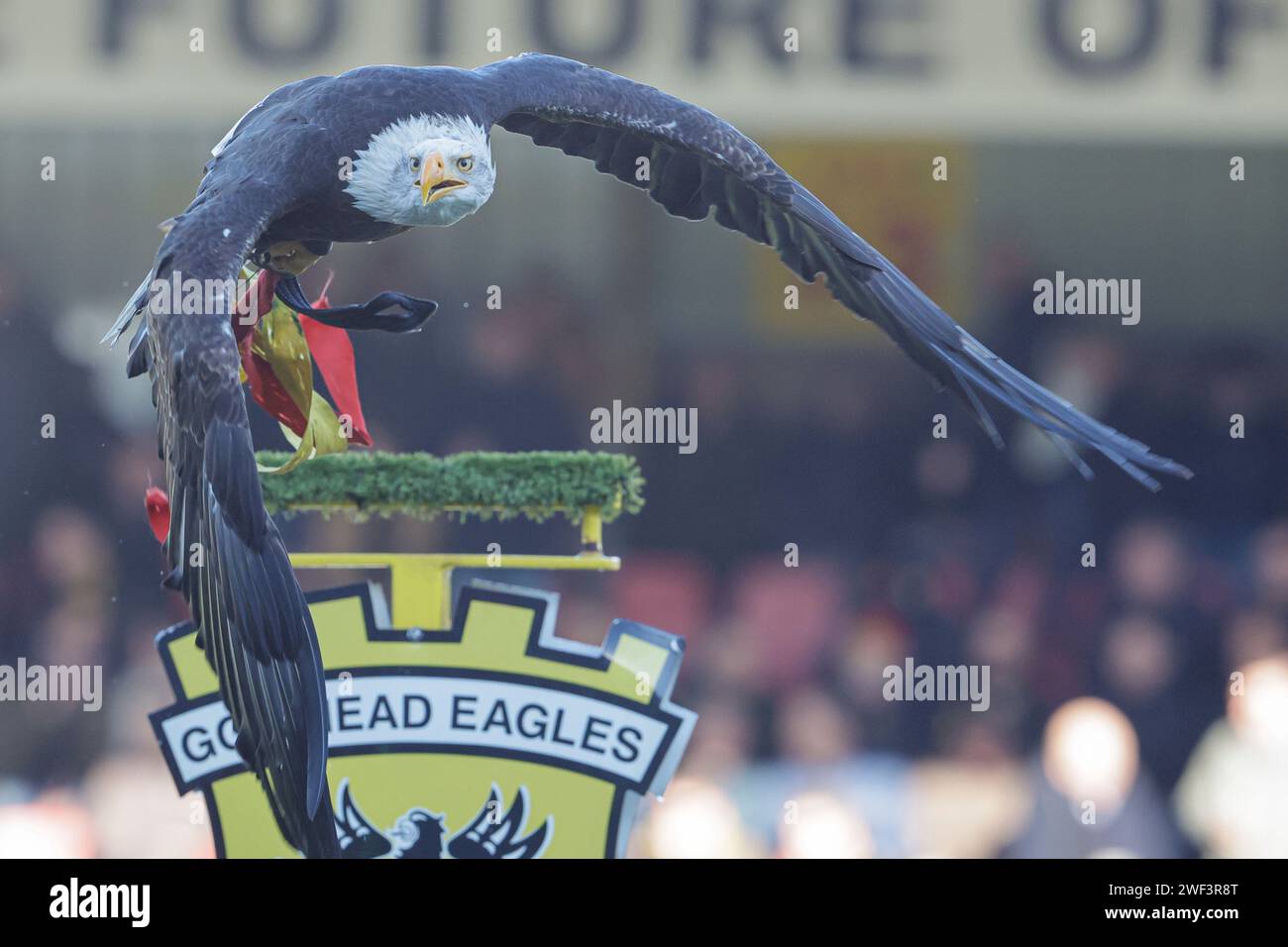 DEVENTER, NETHERLANDS - JANUARY 28: mascot of Go Ahead Eagles during ...