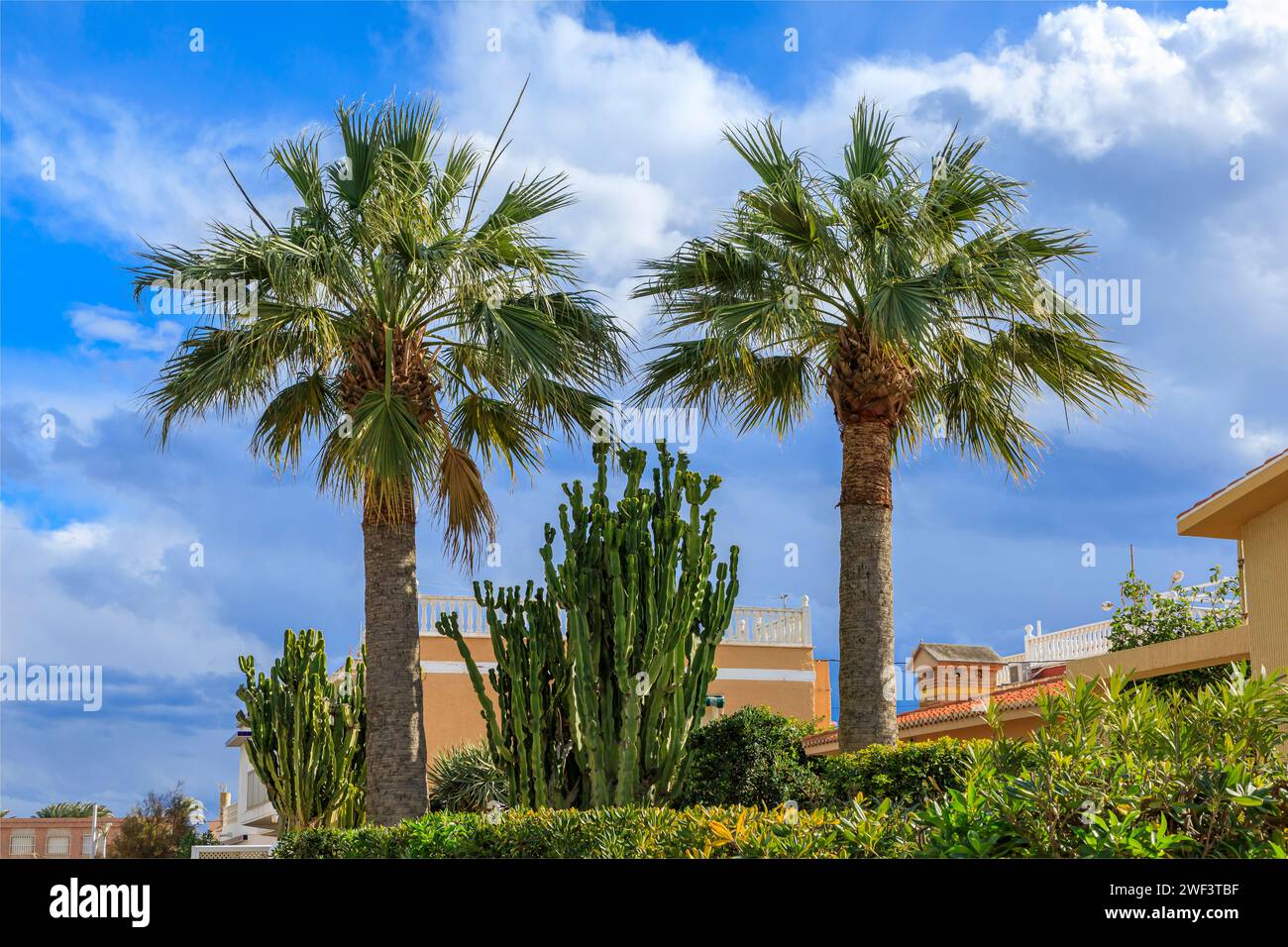 Date palms and cacti plants in a garden in Spain against a cloudy blue ...