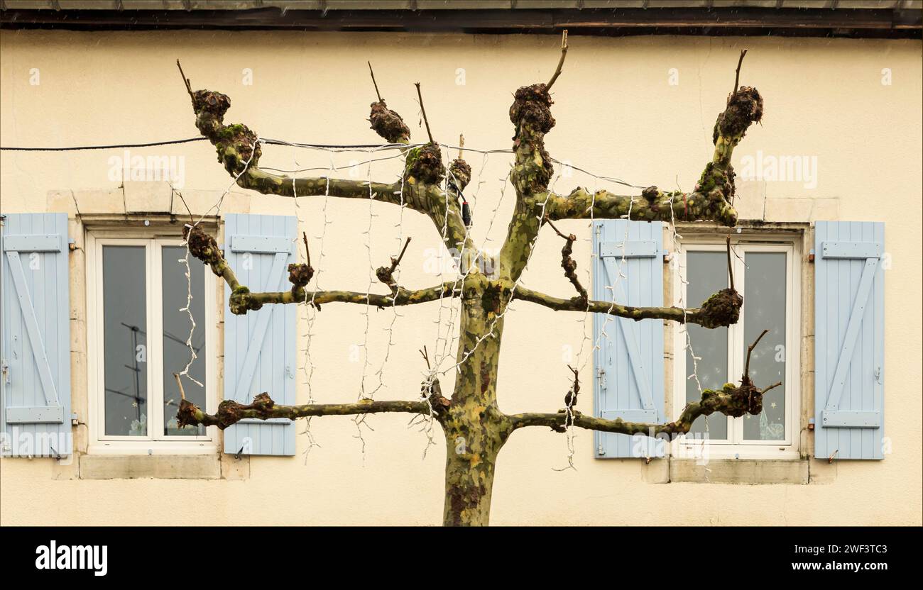 Espalier pruned sycamore tree with christmas lights hanging on but not ...