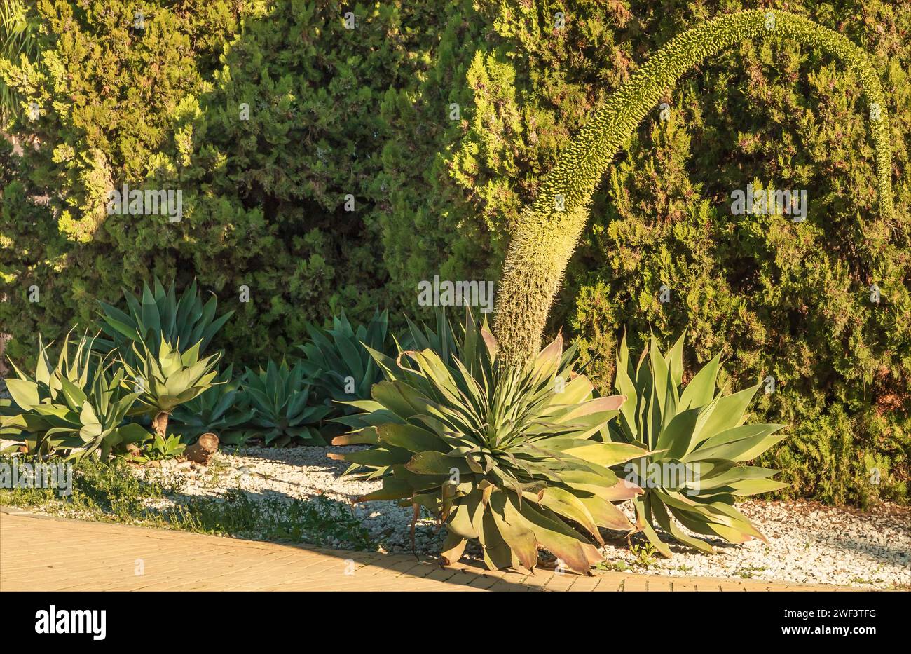 Foxtail agave plant in a border in the early evening sunshine Stock ...