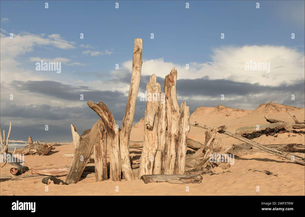 Piles of drift wood washed up on the beach by the atlantic ocean after ...