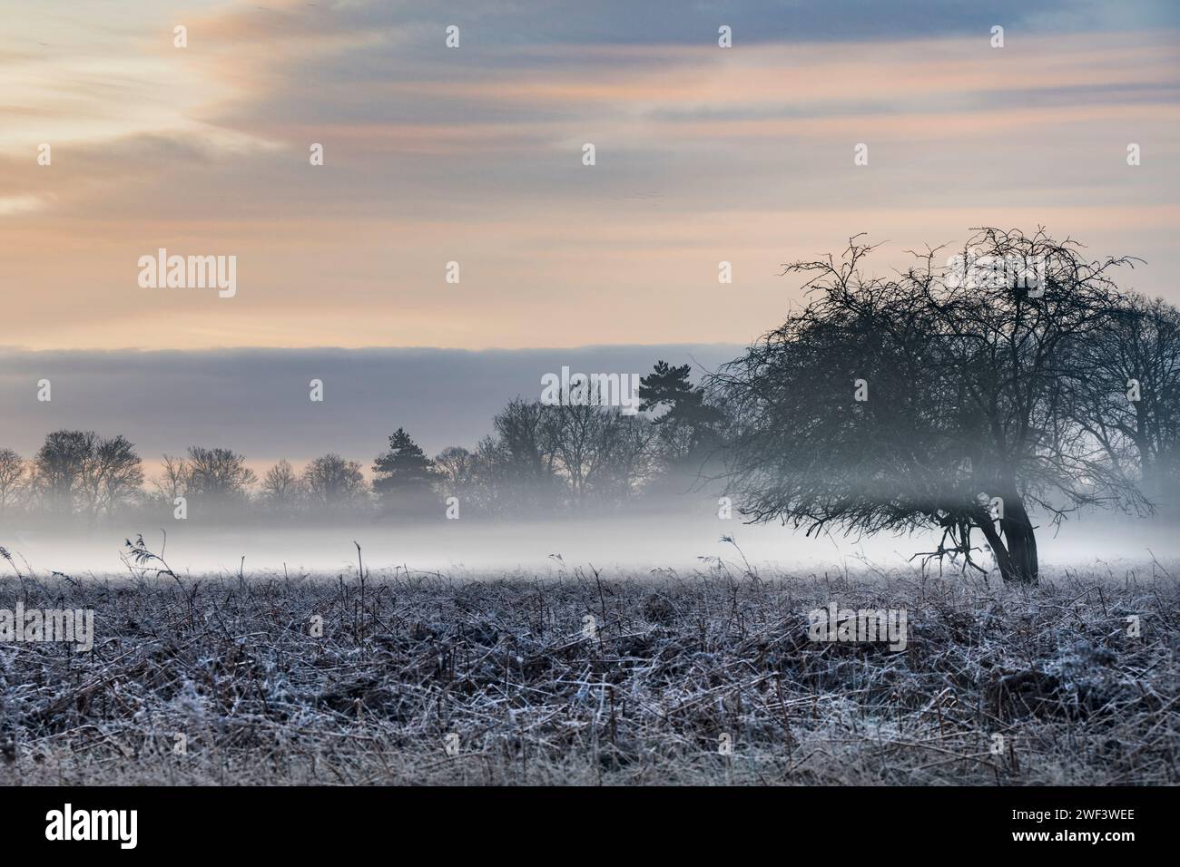 Spooky mist on a January morning at Bushy Park in Surrey Stock Photo ...