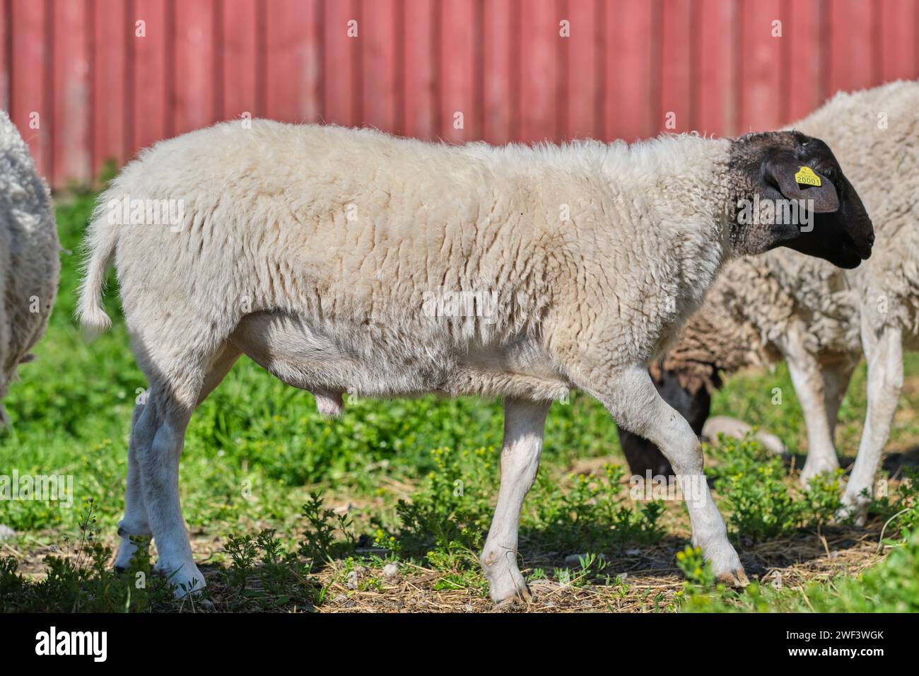 Fat rumped sheep hi-res stock photography and images - Alamy