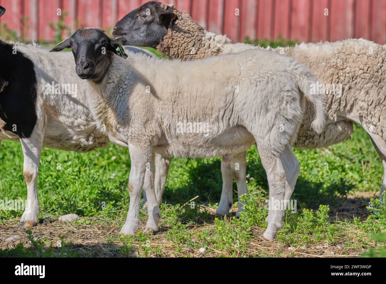 Fat rumped sheep hi-res stock photography and images - Alamy