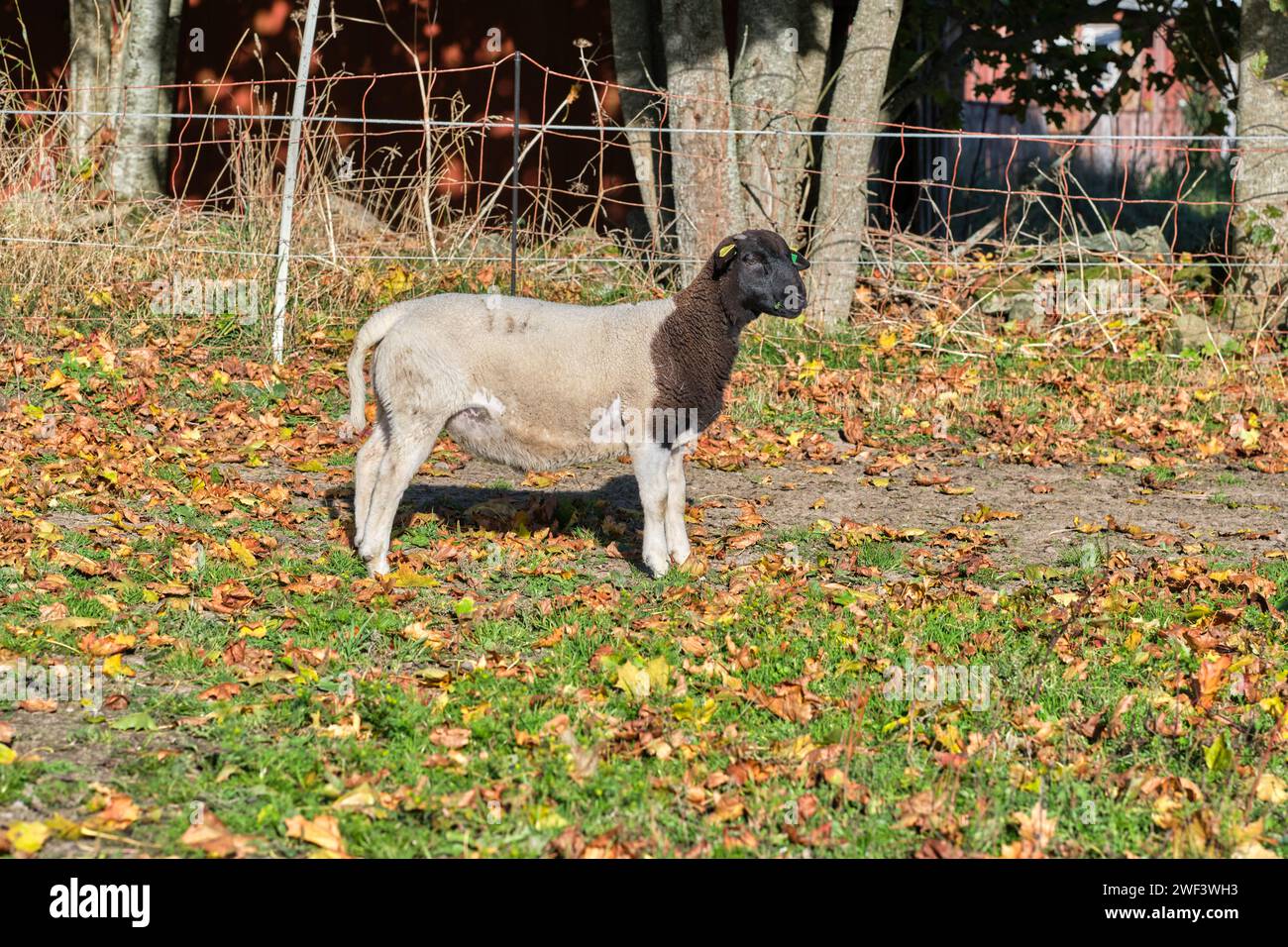 Fat rumped sheep hi-res stock photography and images - Alamy