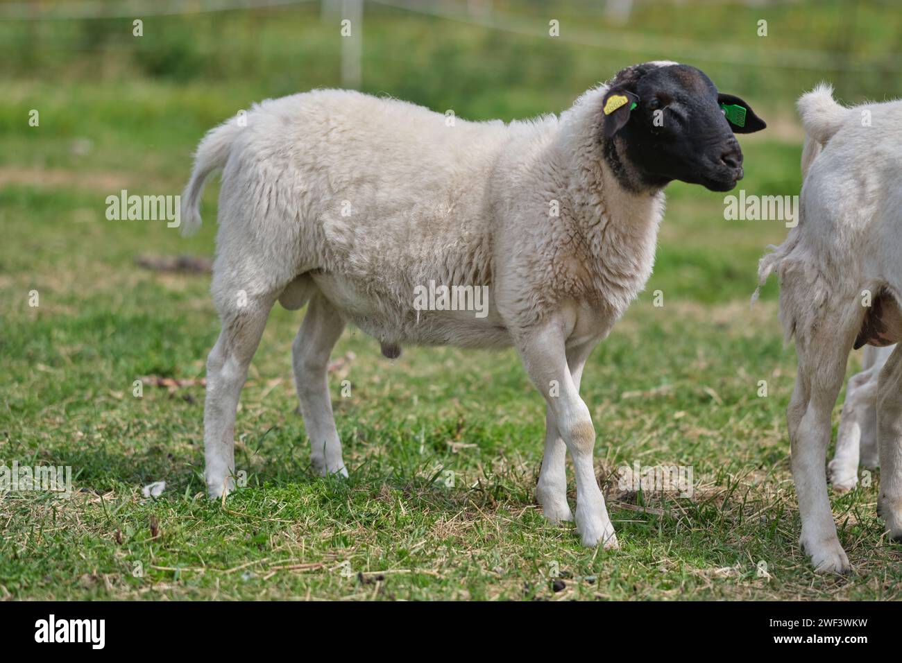 Newborn Gotland sheep lambs in a meadow on a farm in Skaraborg Sweden ...