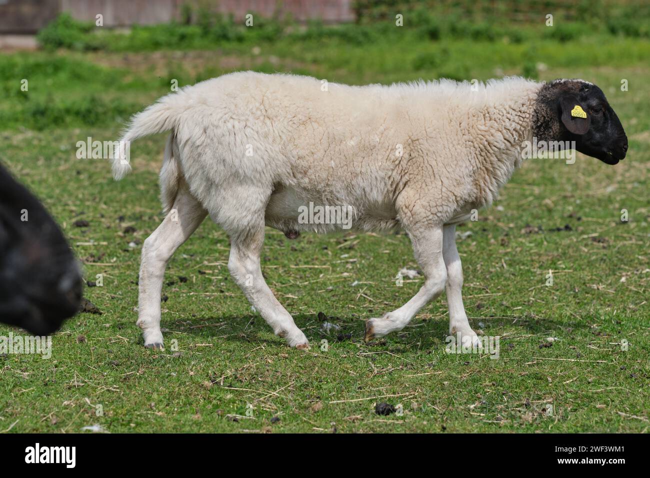 Fat rumped sheep hi-res stock photography and images - Alamy