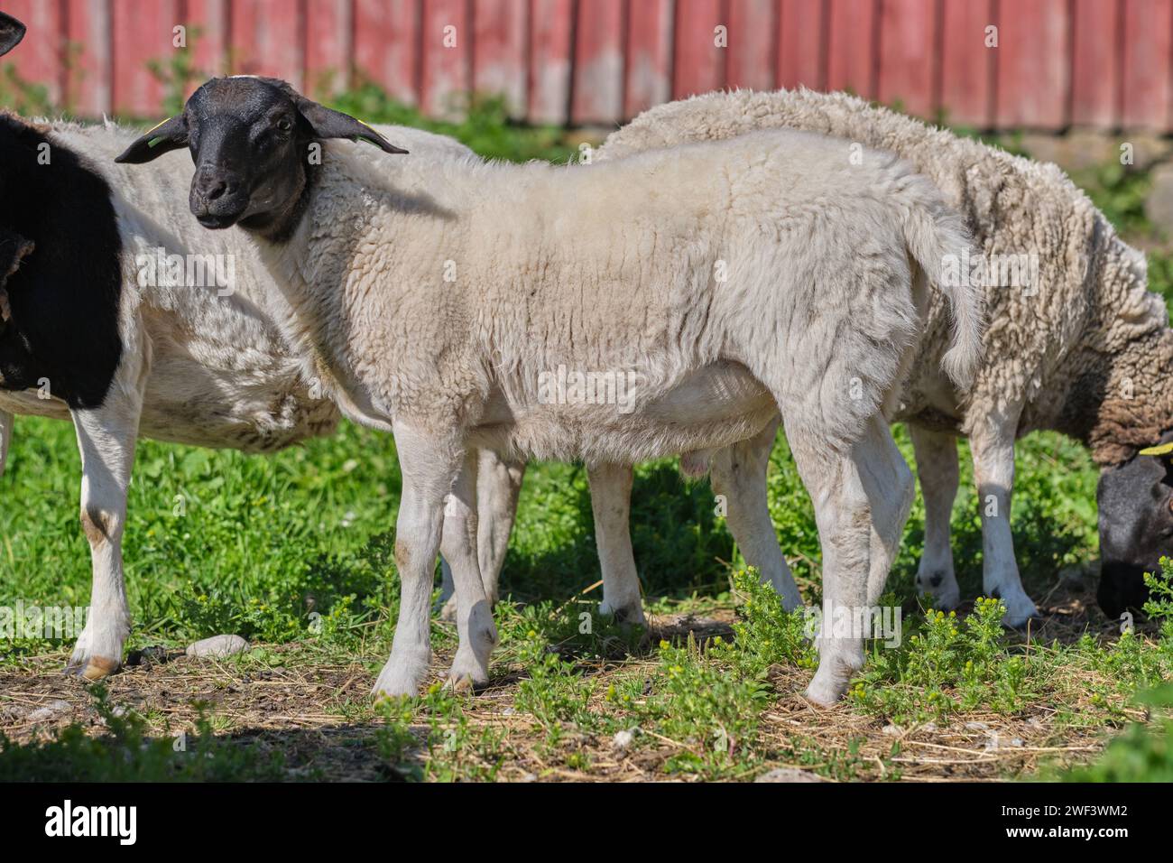 Fat rumped sheep hi-res stock photography and images - Alamy